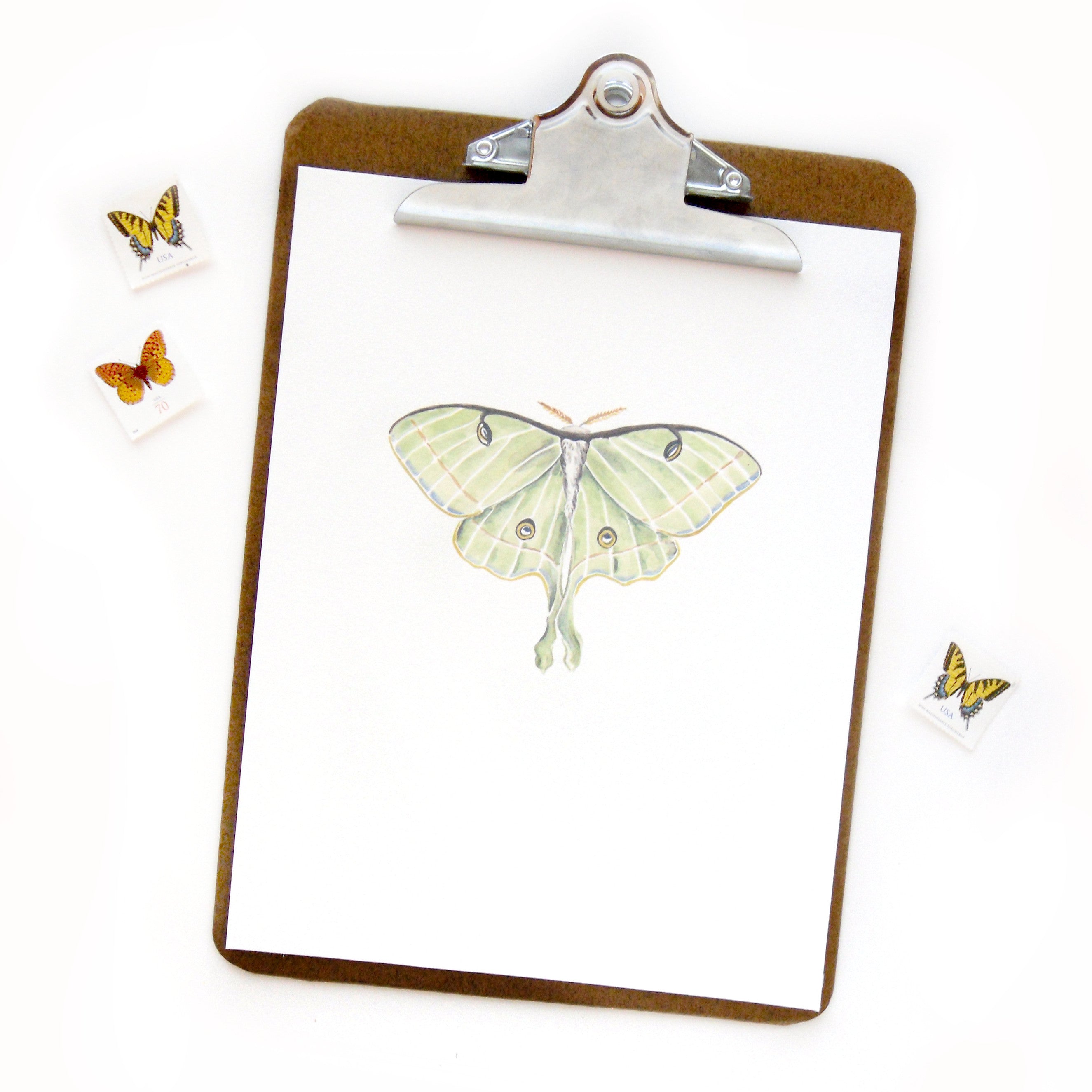 Luna Moth Watercolor Print – Sketchy Notions