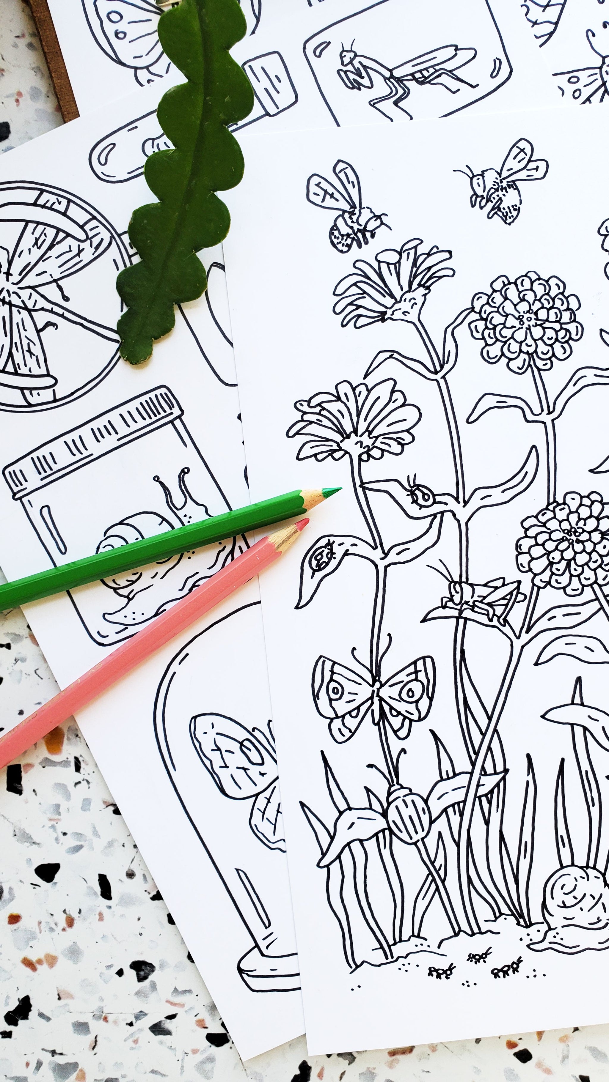 Butterflies + Insects Coloring Page Downloads | Printable Bugs Science ...