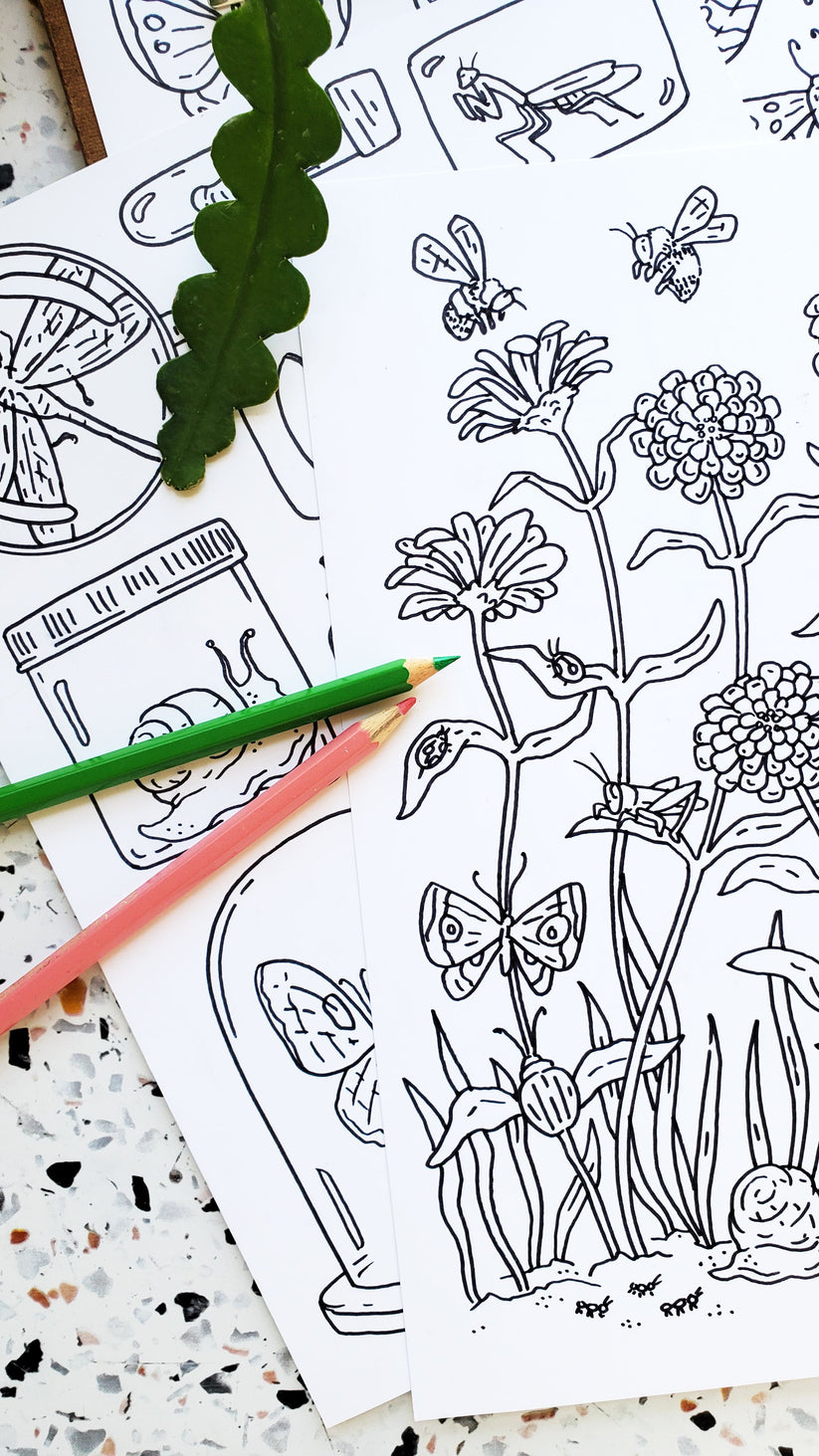 Butterflies + Insects Coloring Page Downloads | Printable Bugs Science ...